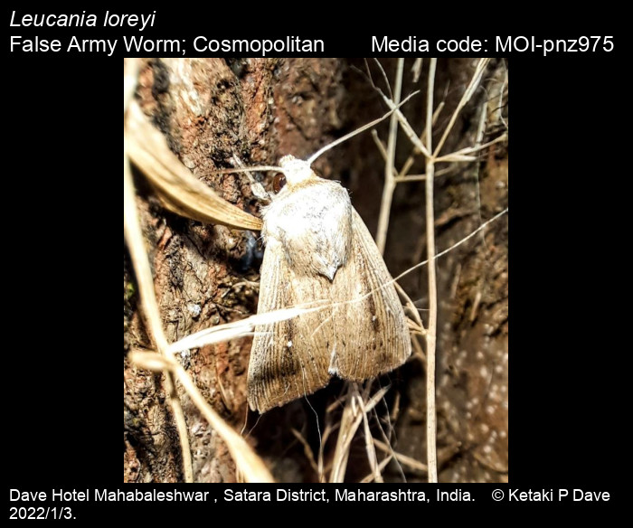 Leucania loreyi (Duponchel, 1827) - False Army Worm; Cosmopolitan | Moths